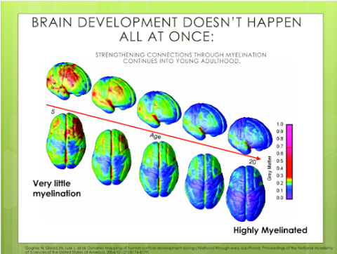 Understanding the Teenage Brain - A+ Test Prep & Tutoring